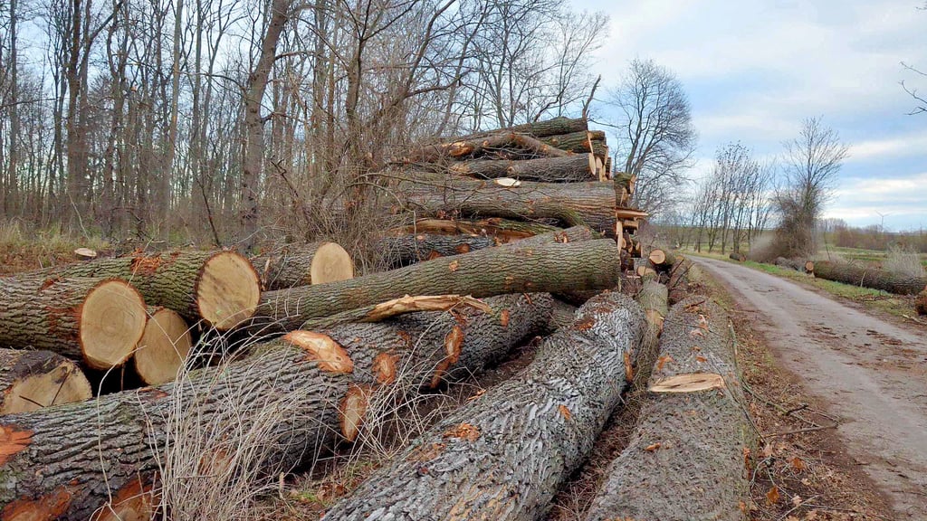 Rodungen: Wieso die Bäume zwischen Neundorf und Güsten gefällt werden