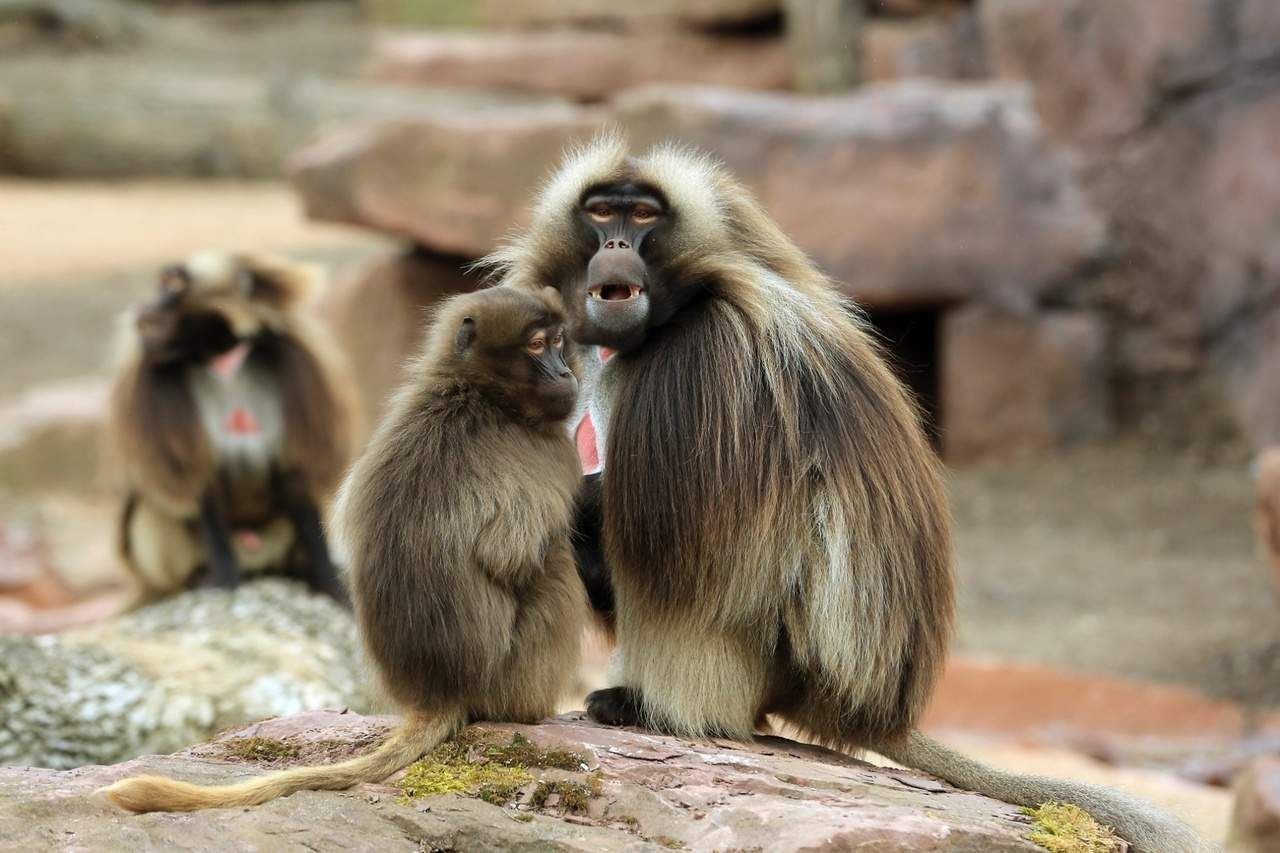 Magdeburger Zoo nimmt 37 neue Tierarten auf