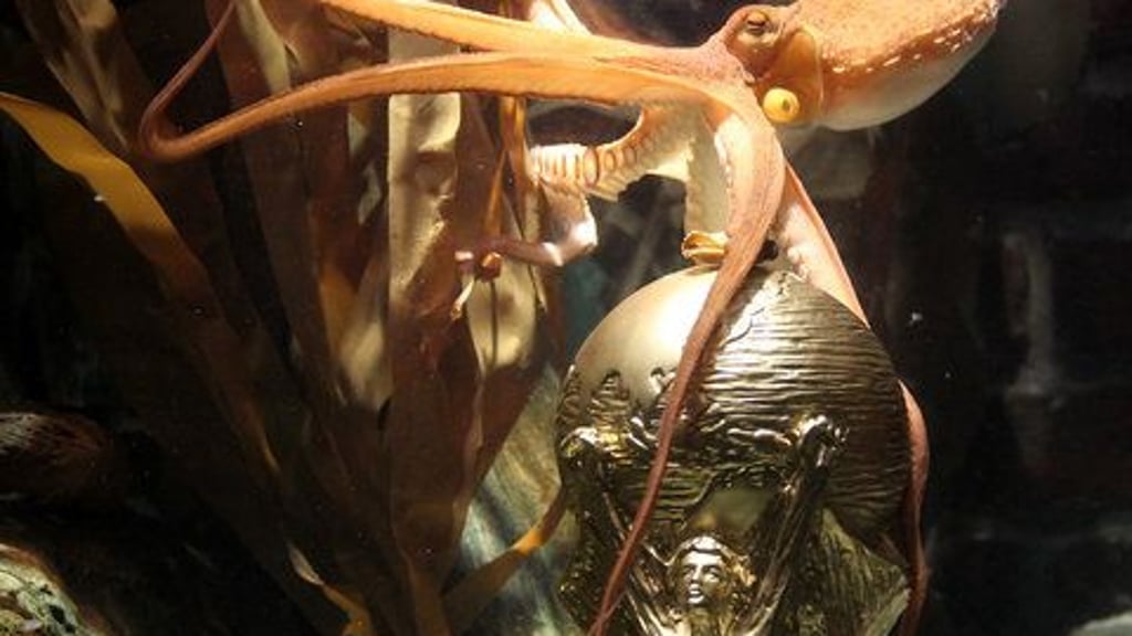 Fußball-WM: Fußball-WM: Wunder-Krake Paul geht nun in Rente