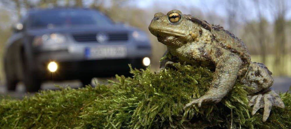 Froser See: Froser See: Krötentunnel werden gebaut