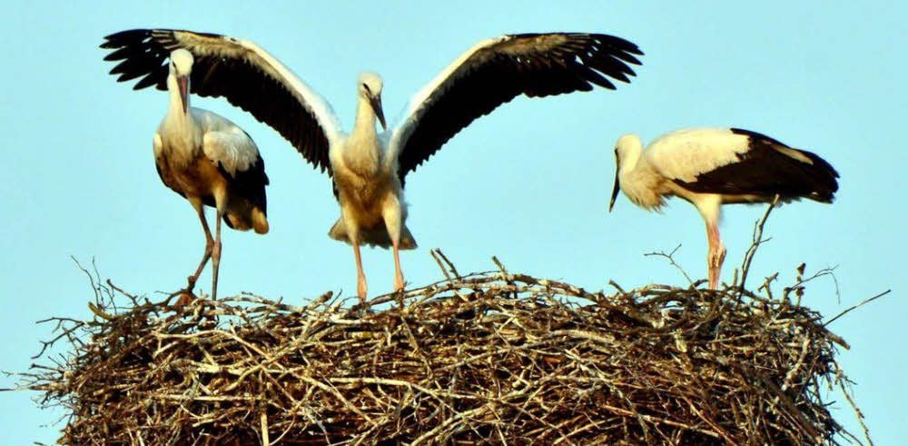 Froser Storchenpaar: Froser Storchenpaar: Der Nachwuchs mausert sich