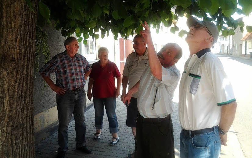 Hohlstedter Linde: Hohlstedter Linde: Mögliche Rettung als Naturdenkmal
