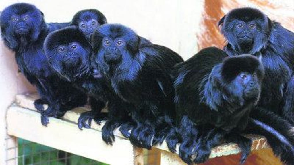 Tierpark: Tierpark: Nur ein Affenschwanz fiel der Kälte bislang zum Opfer