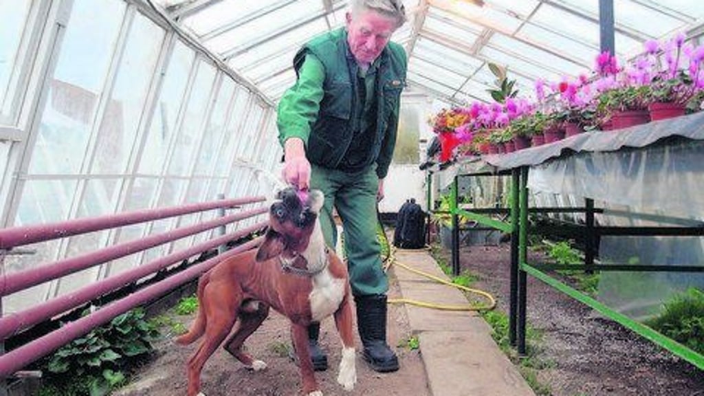 Halle: Halle: Boxer Gustav ist wieder fit