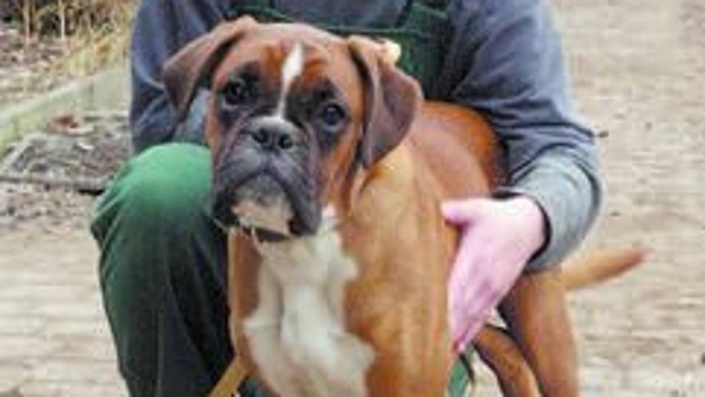 Weinberg-Campus: Weinberg-Campus: Boxer Gustav ist wieder im Institut