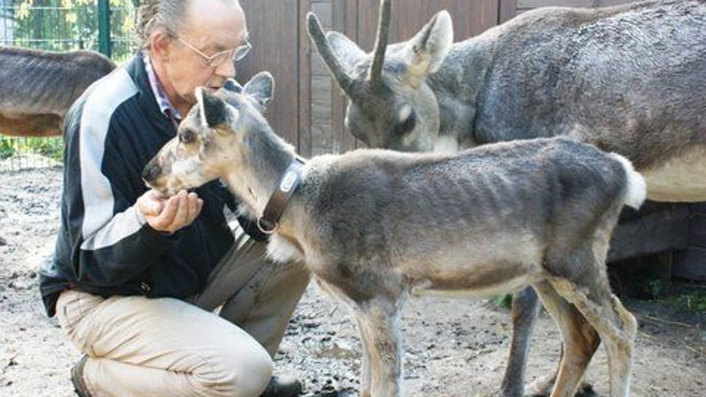 Halle: Halle: Rentier-Kalb bekam den Namen «Schnee»