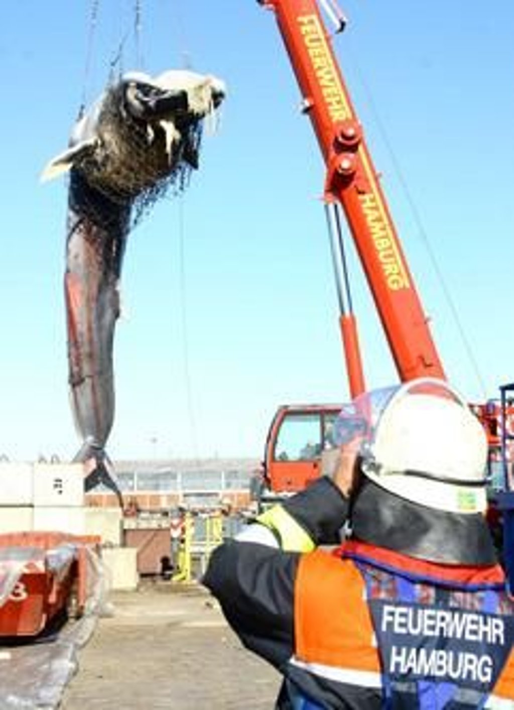 Tiere: Toter Wal im Hamburger Hafen