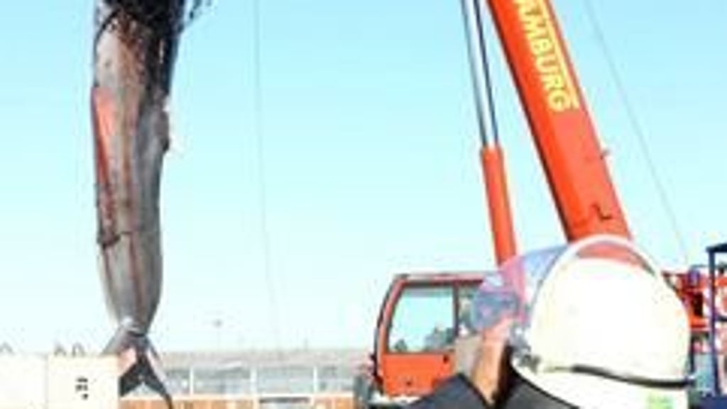 Tiere: Tiere: Toter Wal im Hamburger Hafen