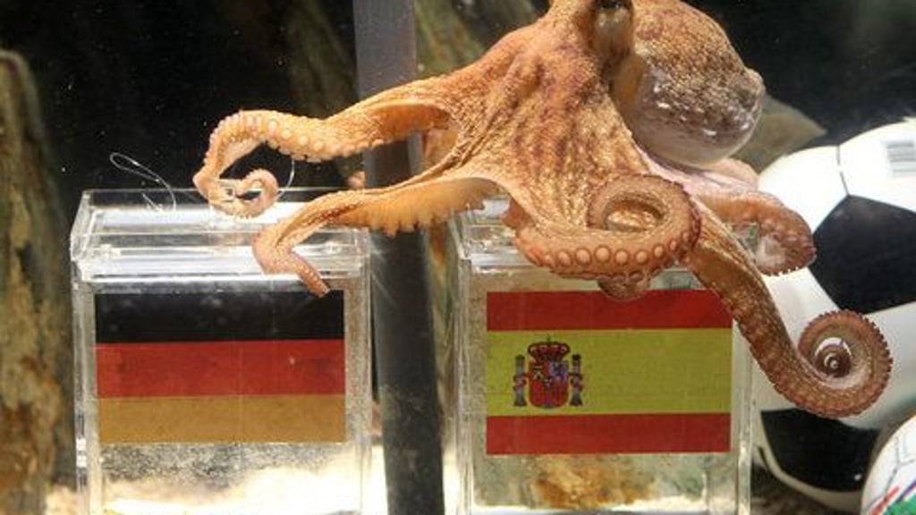 Fußball-Orakel: Fußball-Orakel: Krake Paul wird zum Weltstar