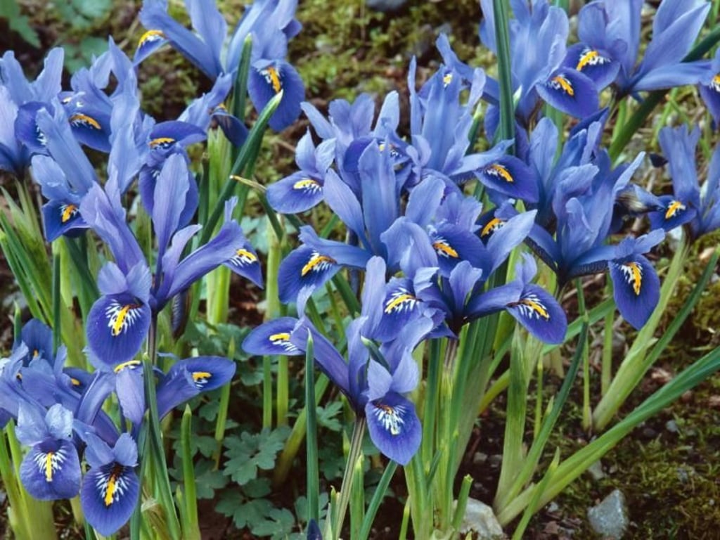 Iris ist die etwas anderen Frühlingsblüher