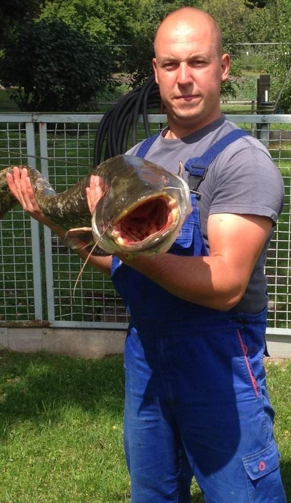 Riesenwels aus der Elbe geholt