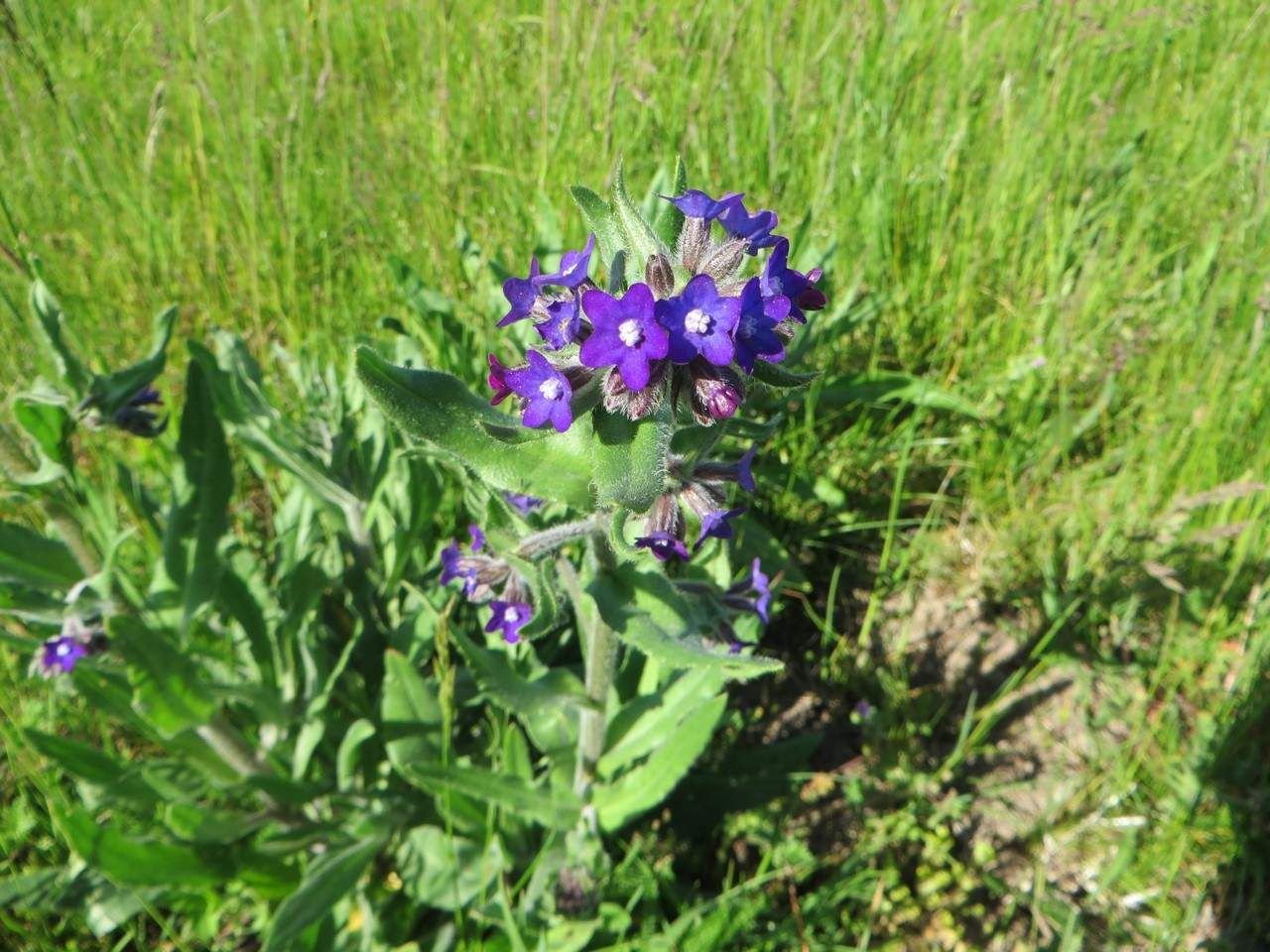 Auch Pflanzen zeigen ihre Zungen