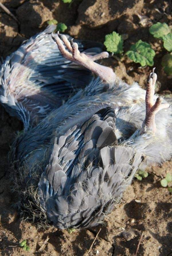 Tote Tauben werden einfach auf dem Acker entsorgt