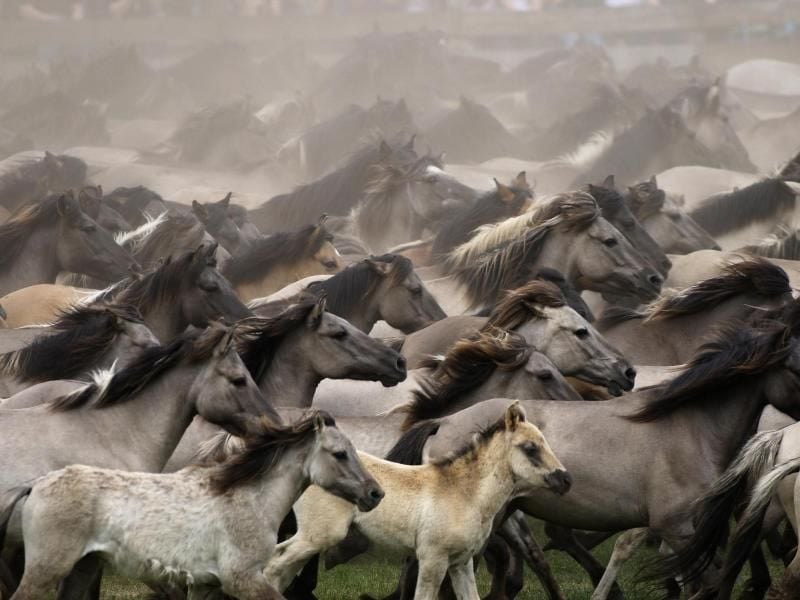 Traditionsreicher Wildpferdefang im Münsterland
