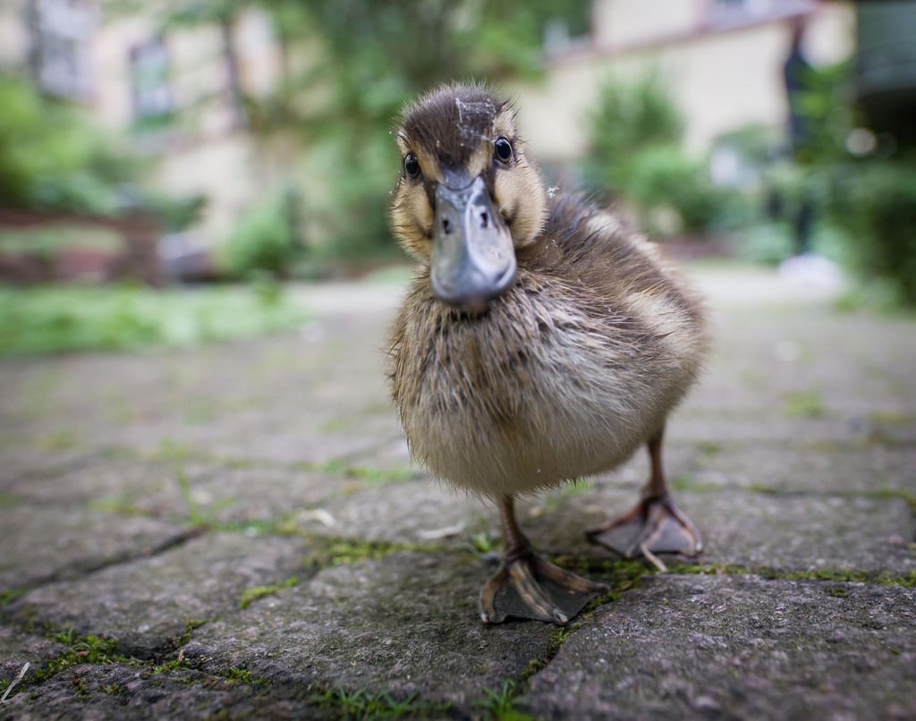 Enten: Wettkampf des Museum of English Rural Life um beste Ente wird ...