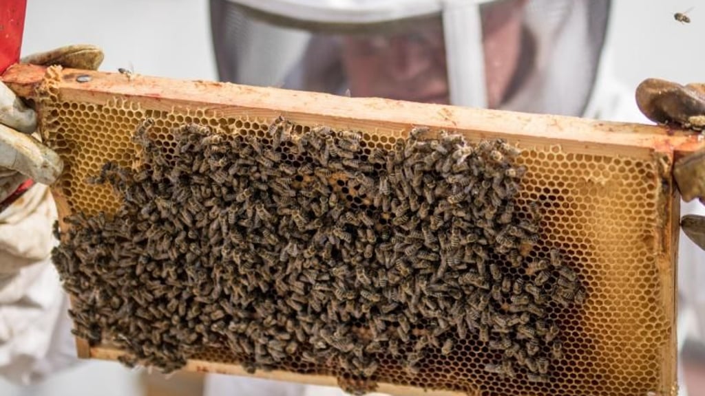 Zahl der Imkerinnen und Imker seit 2009 fast verdoppelt