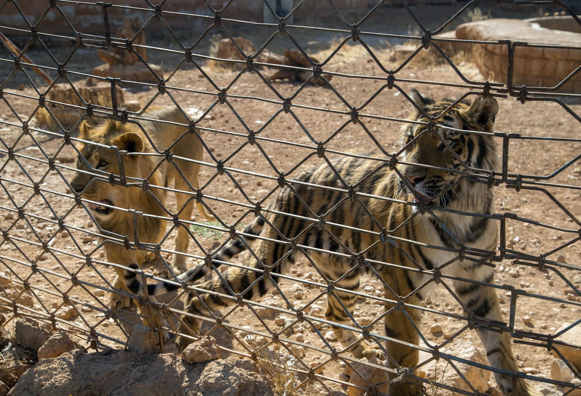 Bei Aleppo: Aleppo: Abgemagerte Löwen und Tiger aus Zoo befreit