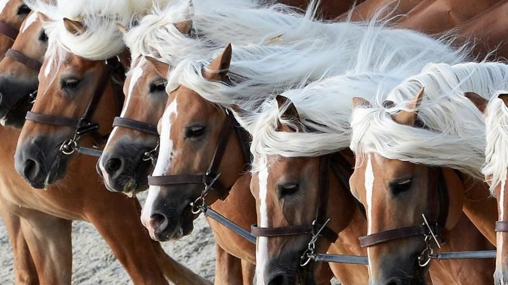 Studie: Viele Hengste haben denselben Urahn