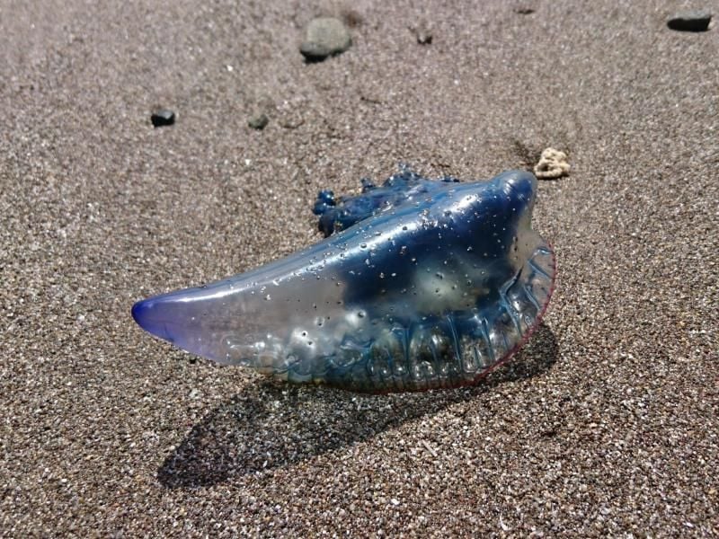 Portugiesische Galeeren vor Mallorca gesichtet