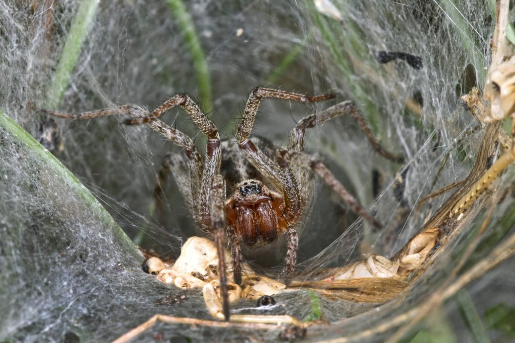 Sydney: Hochgiftige Trichternetzspinne Matthew Mitchell aus Australien ...