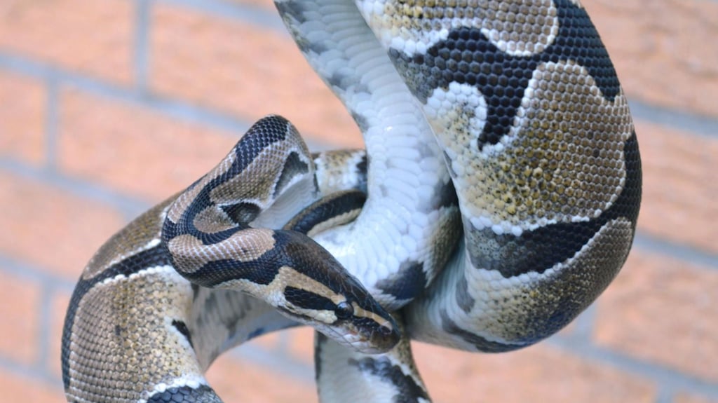 Grausiger Fund: Python verschlingt Frau in Indonesien komplett