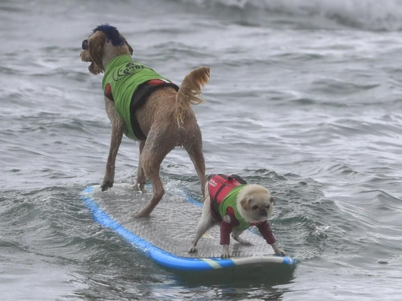 Hunde surfen um die Wette