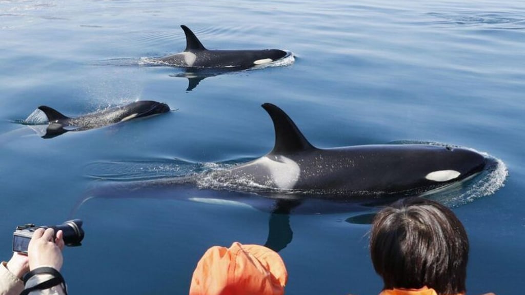 Orca-Angriffe vor spanischer Küste: Angriff oder Spiel? Segler ...