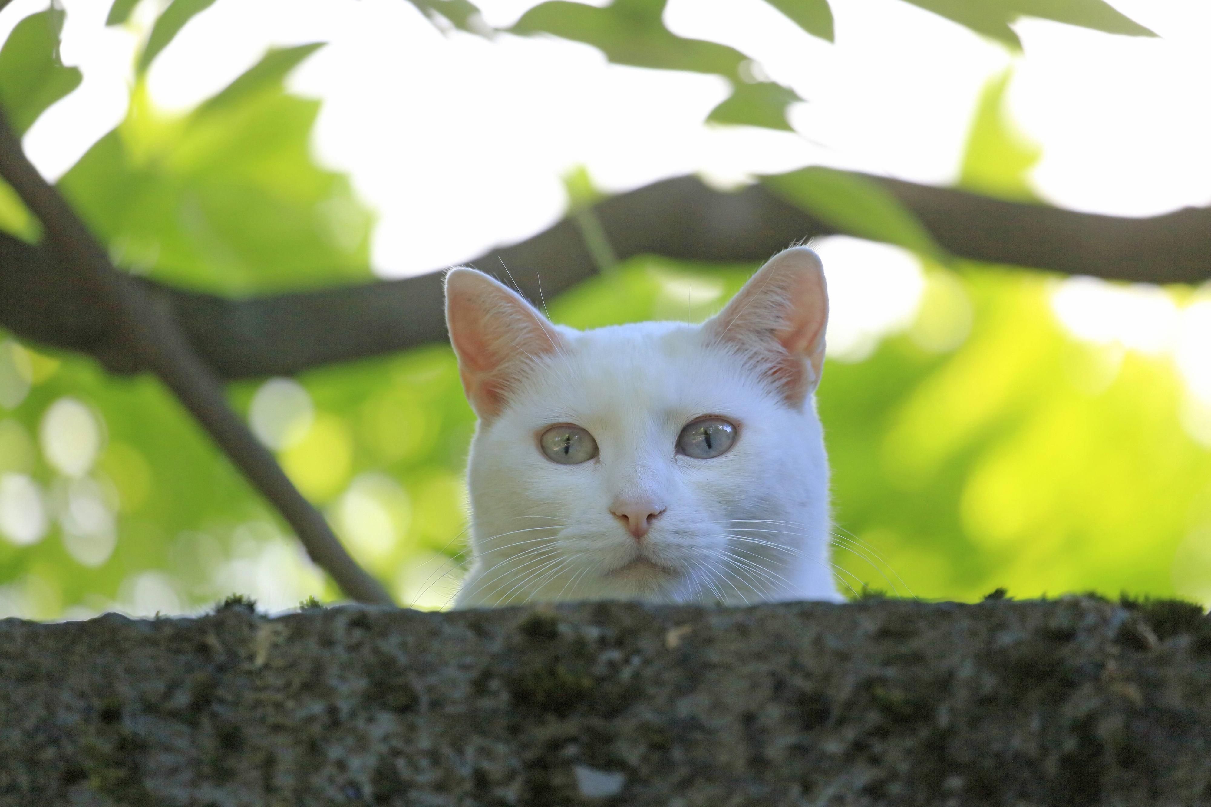 Katze im Baum: Frau stirbt beim Versuch, Tier zu retten
