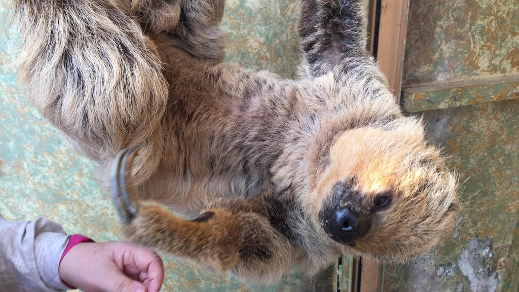 Ältestes Faultier der Welt: Ältestes Faultier der Welt: Paula im Zoo ...