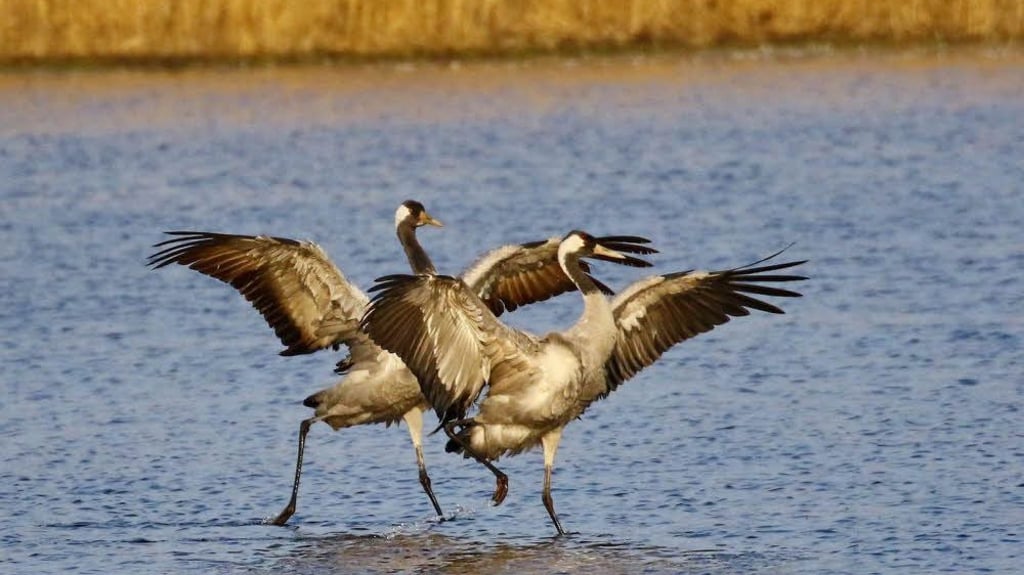 500 Vögel rasten: Naturschutz in Frose: Wird das Seeland zum Kranich ...