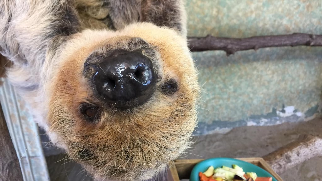 Weltweit ältestes Faultier: Weltweit ältestes Faultier: Zoo Halle ...