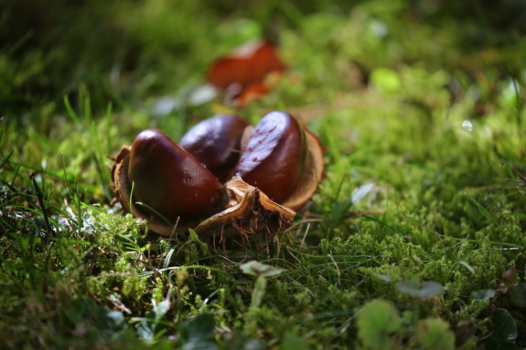Kastanie als Baustoff: Land fördert Uni-Neubau in der Pfalz