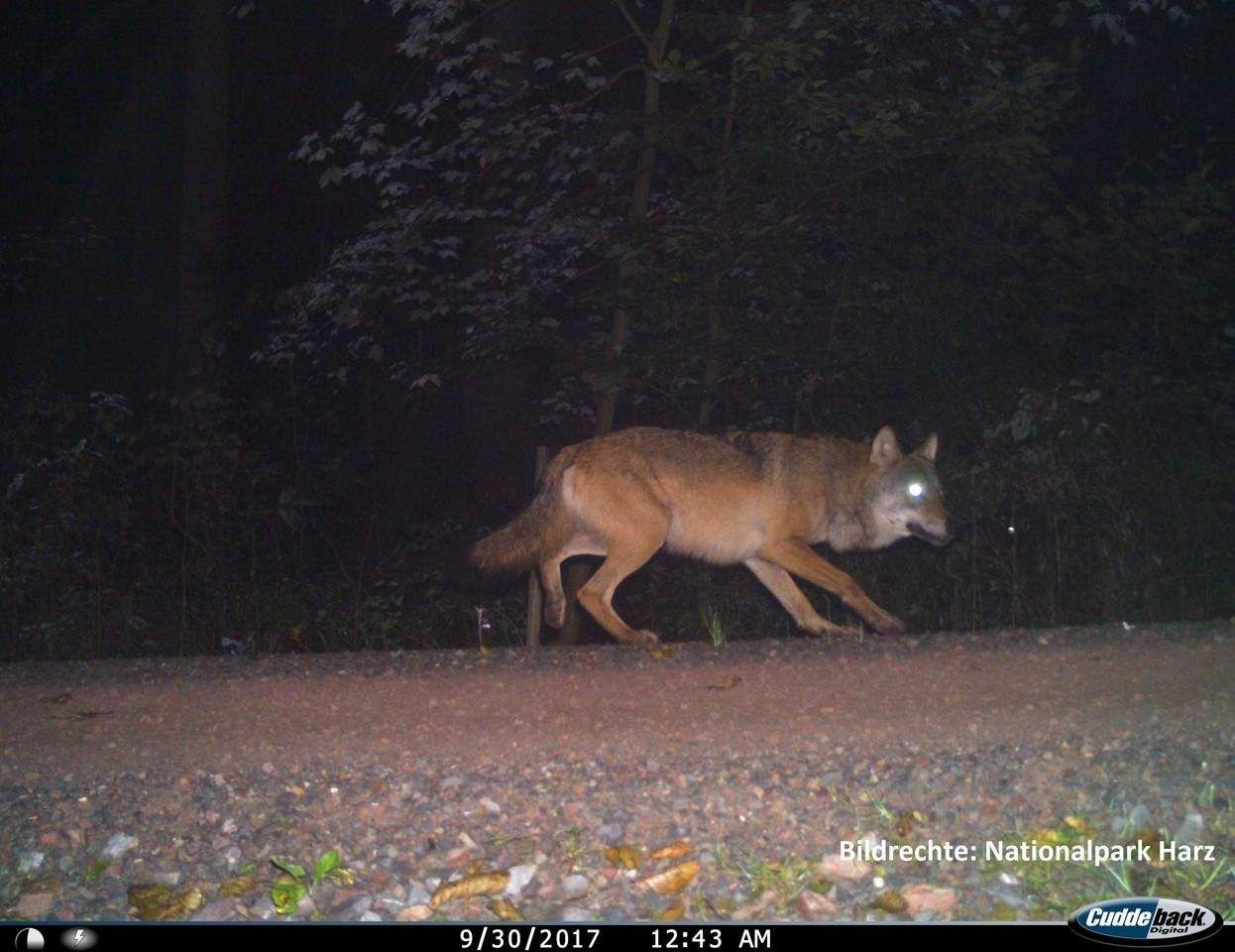 Es ist wirklich ein Wolf im Harz Es ist wirklich ein Wolf im Harz