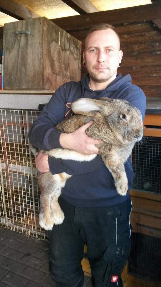 In der Börde gibt es noch Deutsche Riesen