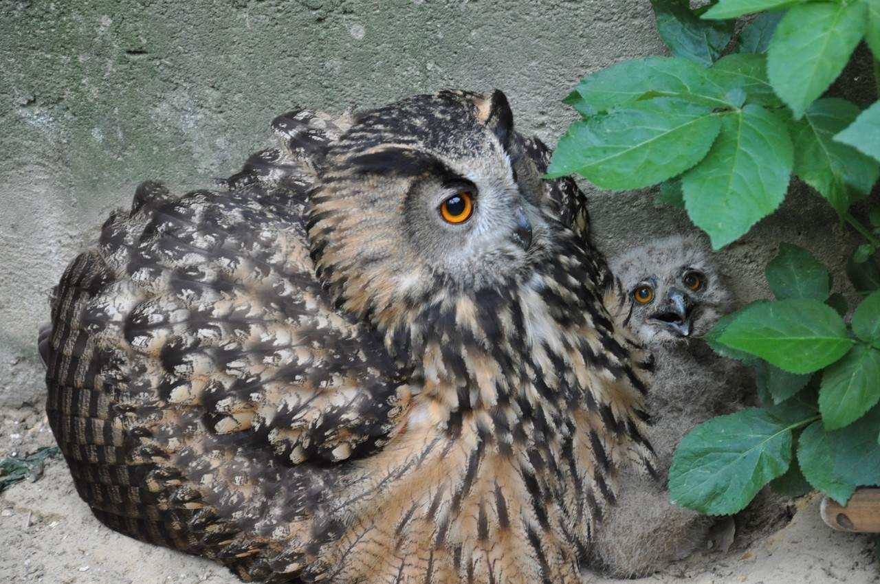 Uhu-Baby: Bitte nicht stören