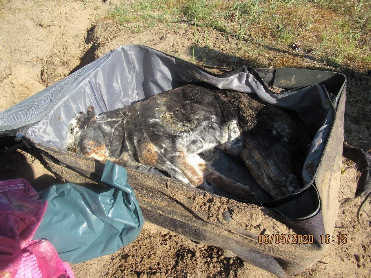 Toten Hund im Koffer vergraben