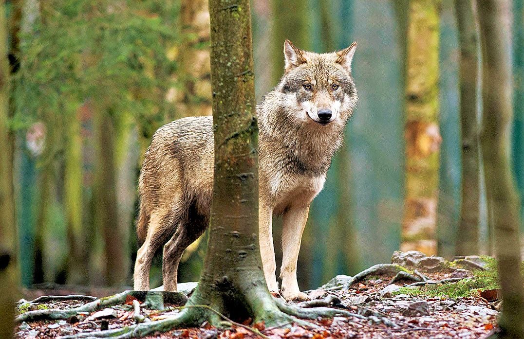 Bei Wolf, Bär und Mufflon auf dem Hexentanzplatz in Thale