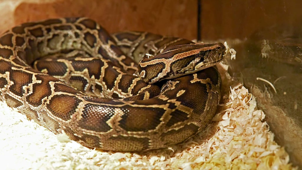 Der Tigerpython, der vor wenigen Tagen in Ballenstedt entdeckt wurde ...