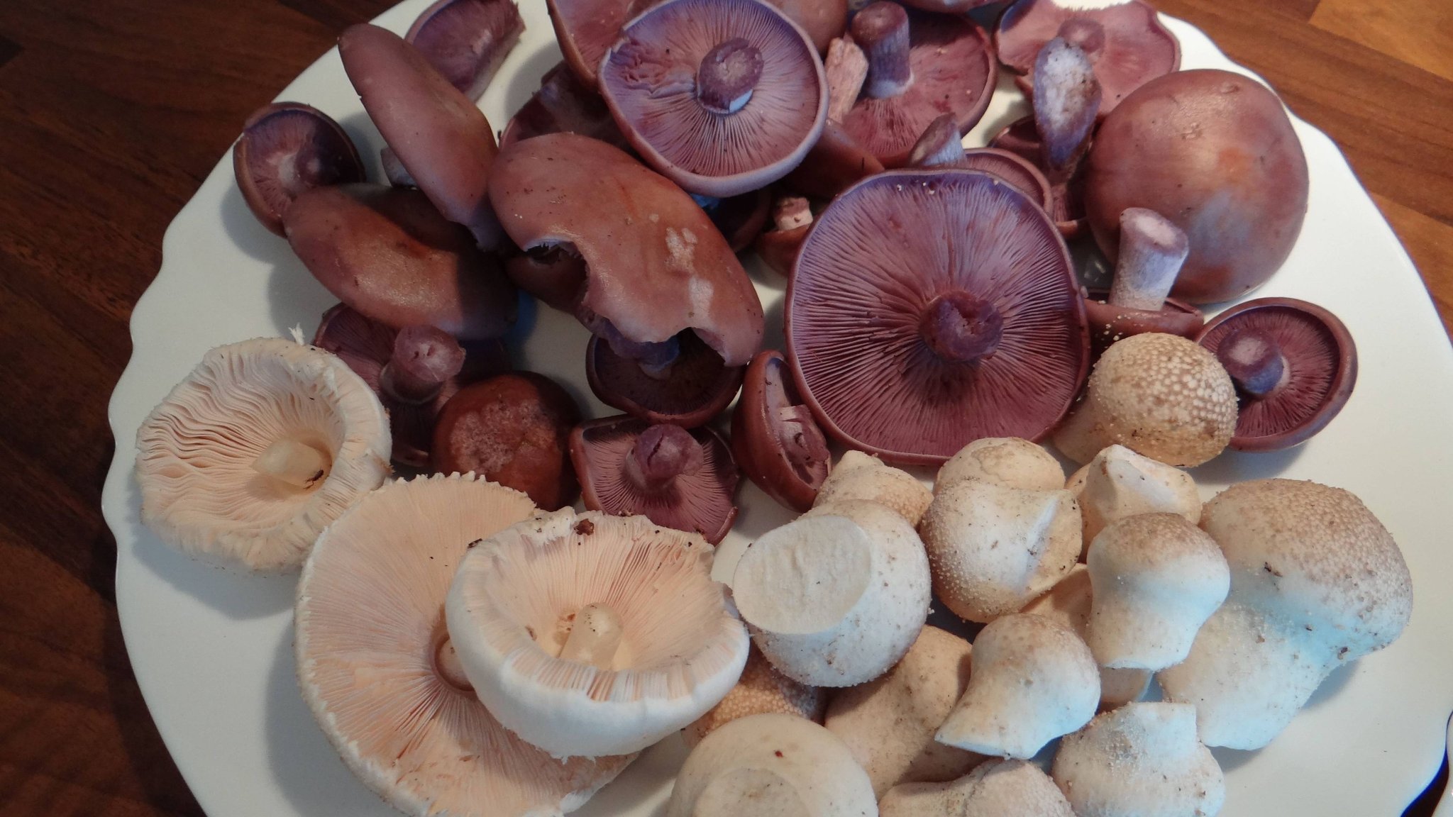 Violette Pilze wie Rötelritterling und ihre giftigen Doppelgänger