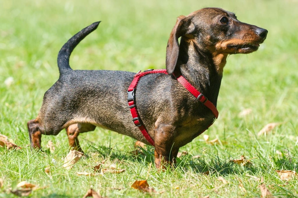 Der Dackel, das liebenswerte Schlitzohr