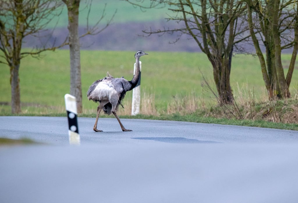 Deutsche Nandu-Population stabil - Vögel scheuer geworden Deutsche Nandu-Population stabil - Vögel scheuer geworden