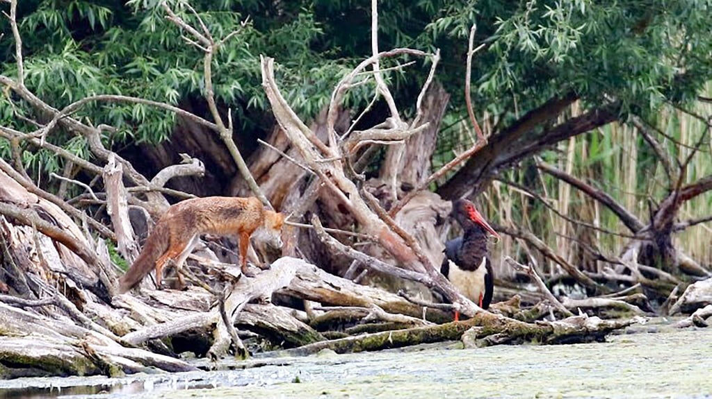 Feuchtbiotop trocknet aus: Schwarzstorch-Rekord im Seeland bei Frose