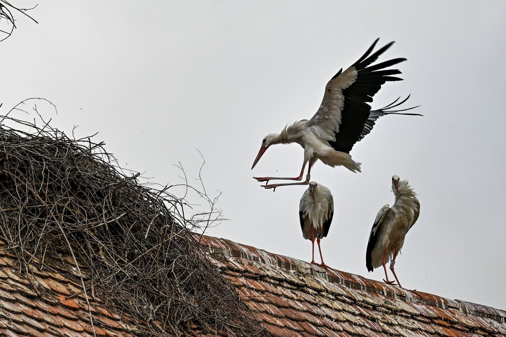 Bruterfolg: Trockenheit macht den Jungstörchen zu schaffen