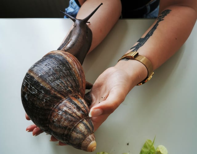 Therapie in Magdeburg: Wie afrikanische Riesenschnecken dabei helfen, eigene Grenzen zu überwinden