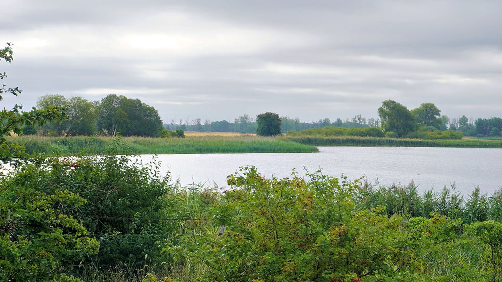 MZ-Serie: Wo die Wildnis wohnt: Wo die Gänse raste(te)n: Wie sich die ...