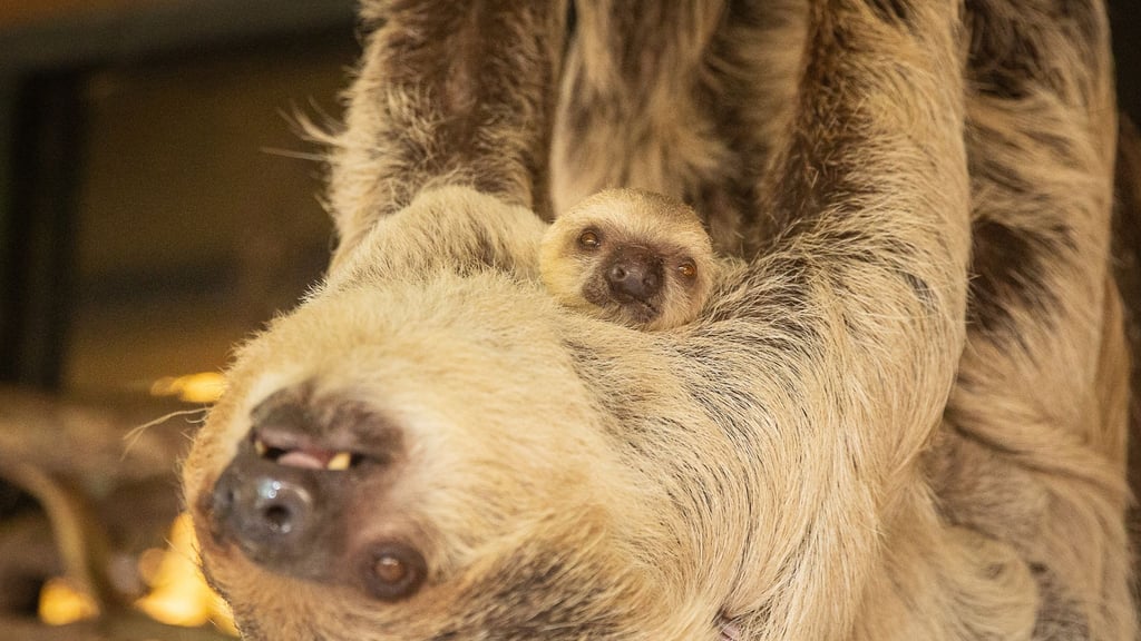 Nachwuchs Zoo Leipzig: Baby Faultier in Gondwanaland - Nachwuchs
