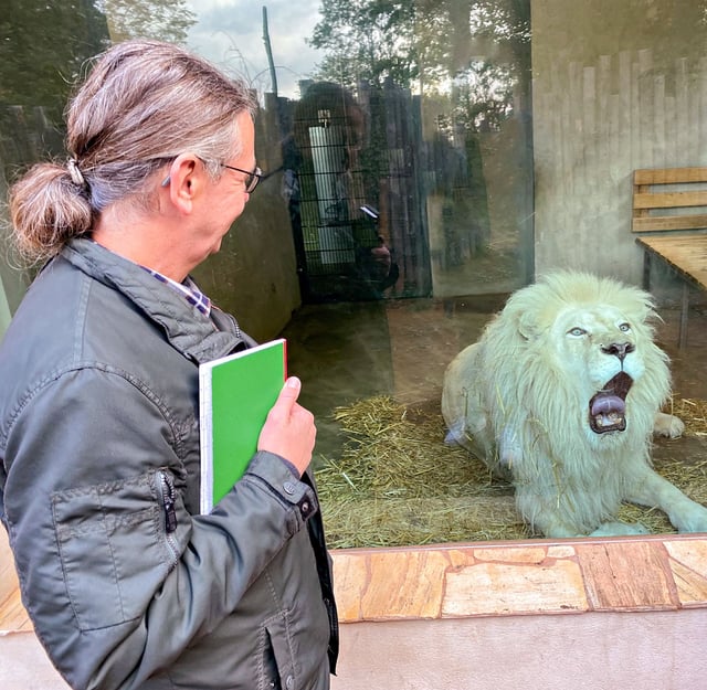 Weißer Tiger in Aschersleben tot: Streit zwischen Zoo und Peta