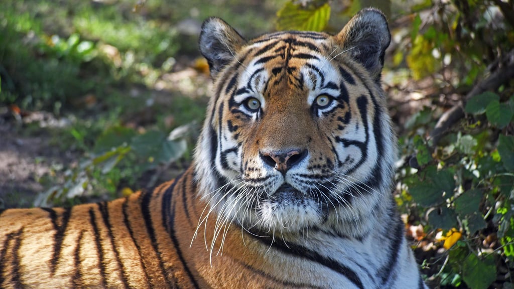 Tigerfest im Zoo: Tiger stehen im Ascherslebener Zoo im Mittelpunkt
