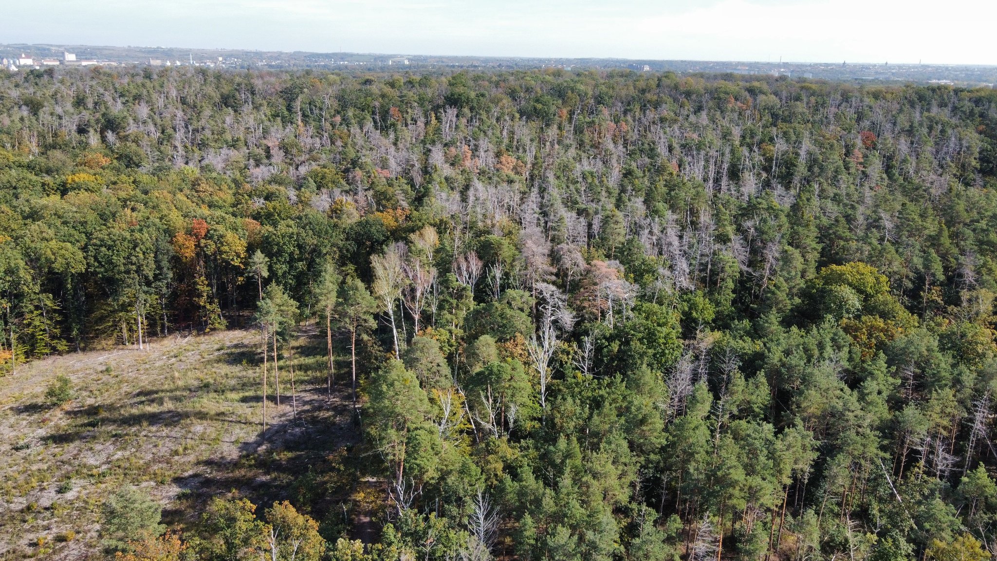 Natur: Dölauer Heide Halle - Aufforstung verläuft schleppend