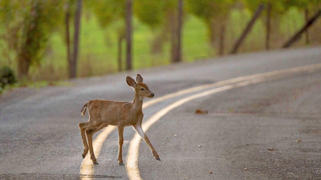 Vorsicht bei Wildwechsel: Polizei vermeldet weniger Wildunfälle in ... Vorsicht bei Wildwechsel: Polizei vermeldet weniger Wildunfälle in ...